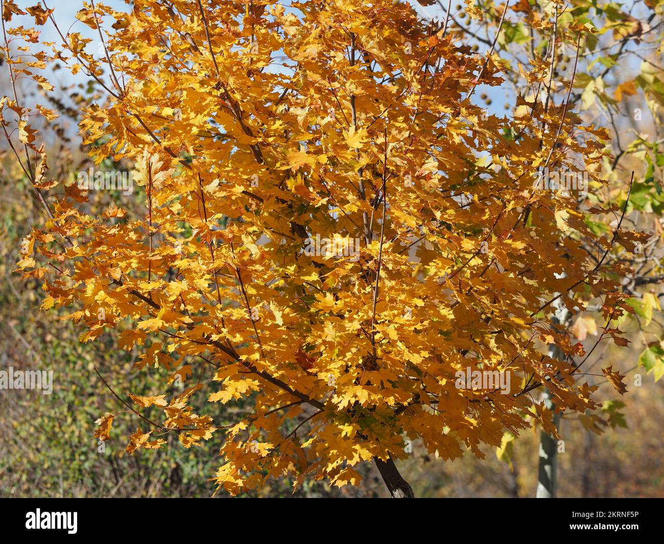 Autumn colors in trees and fields of Guadalajara, Spain Stock Photo - Alamy