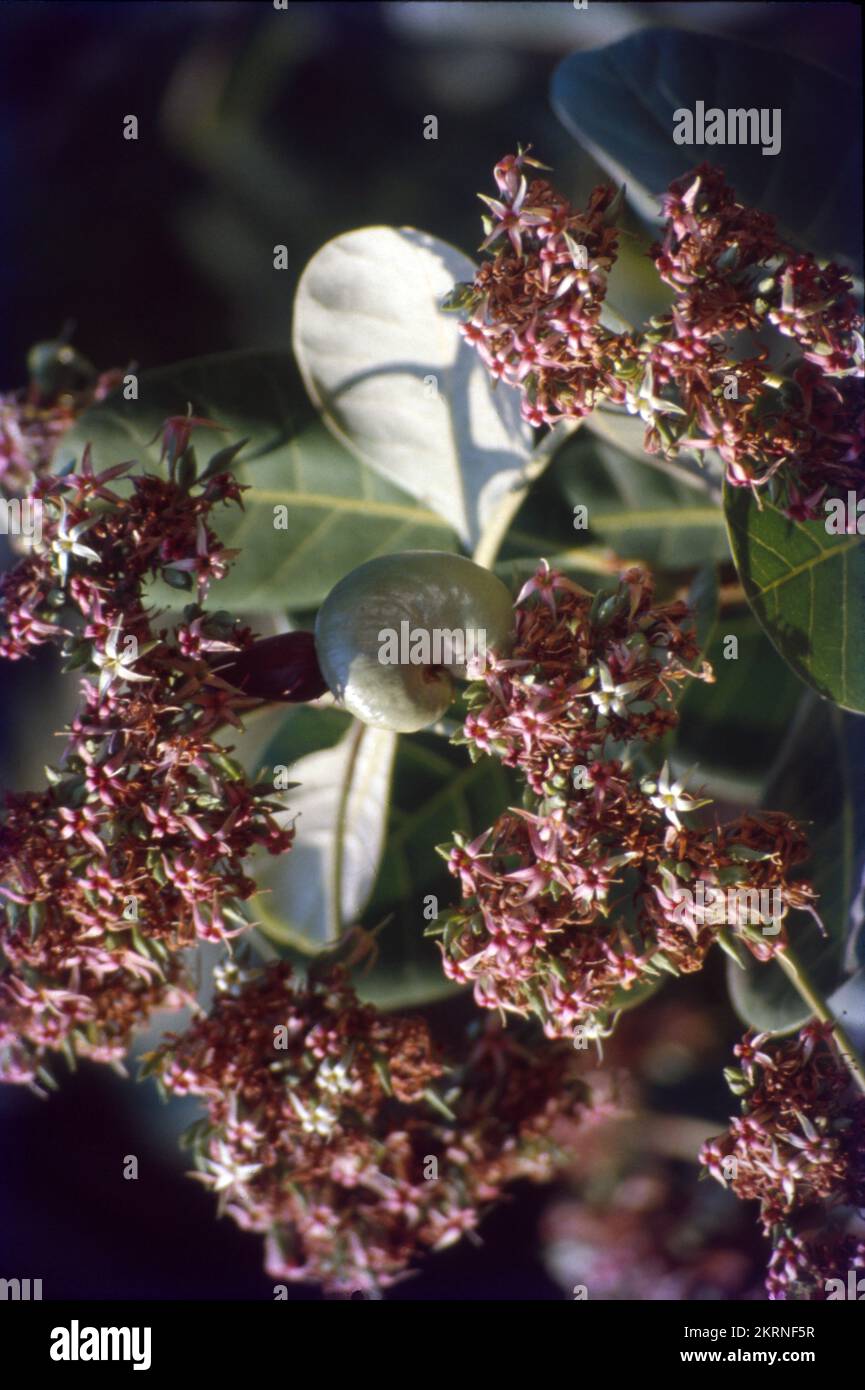 The cashew tree is a tropical evergreen tree native to South America in ...