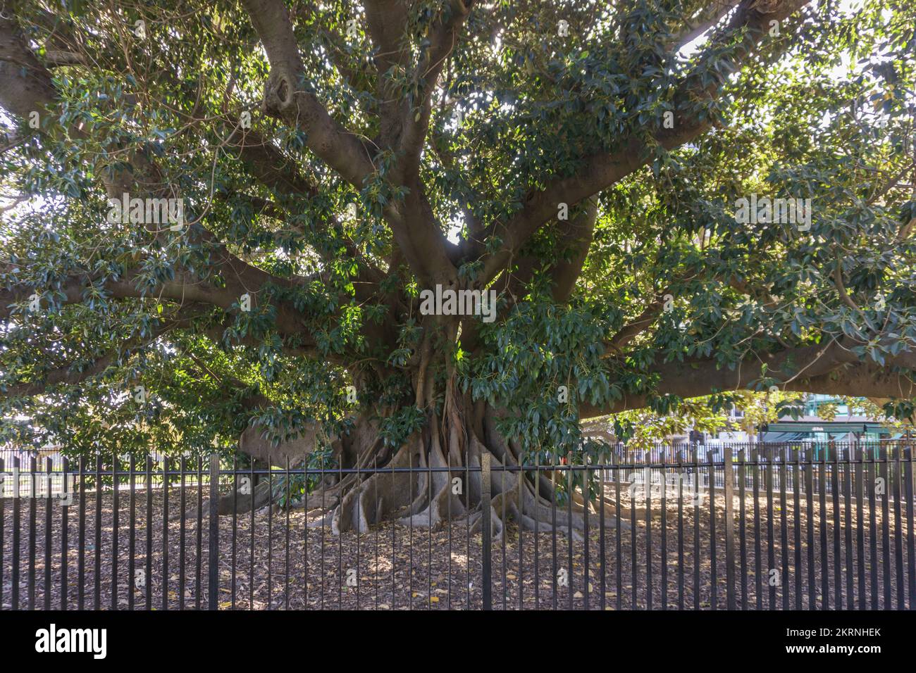 Rubber tree, Piazza Ramon J. Carcano square, Buenos Aires, South ...