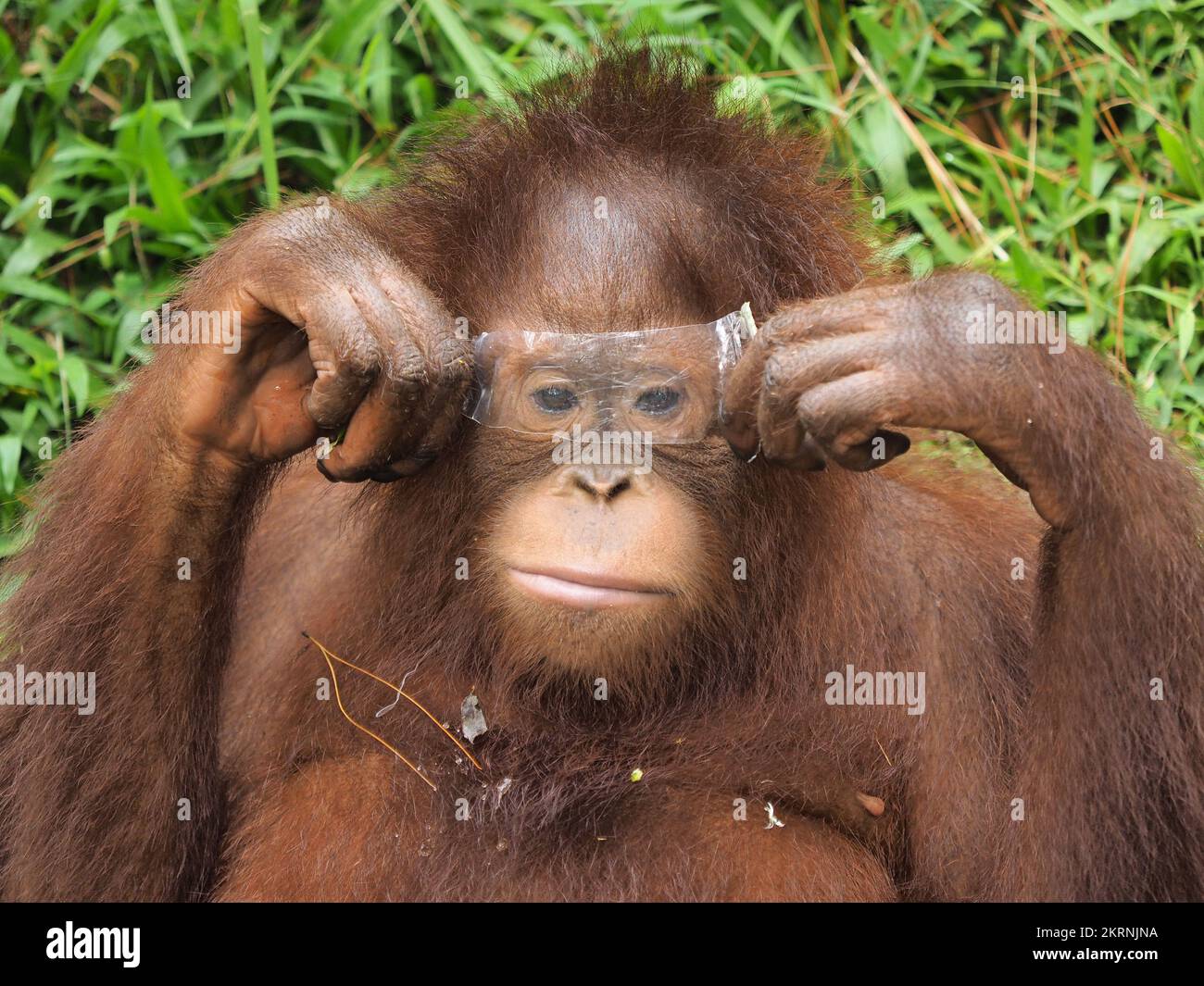 THIS SUMATRAN ORANGUTAN named Kulsum was captured playing with a piece ...