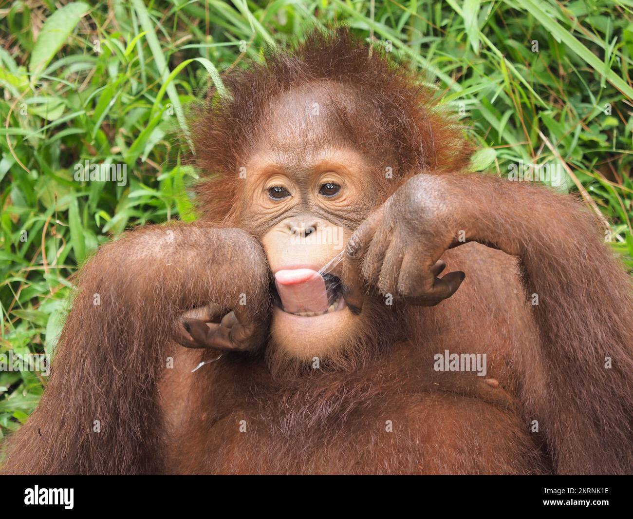 THIS SUMATRAN ORANGUTAN named Kulsum was captured playing with a piece ...