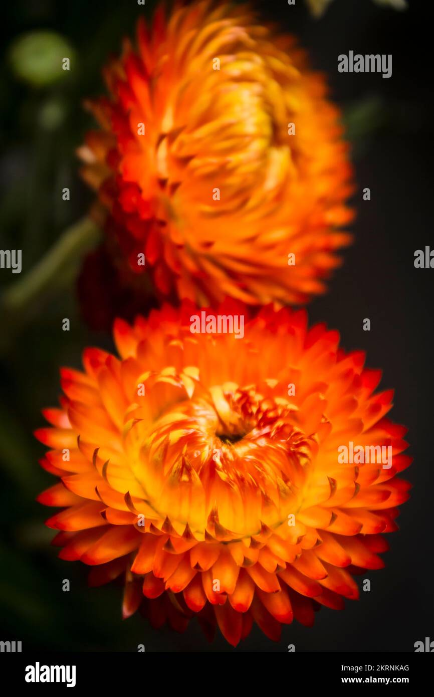 Orange flower photo on the Golden Everlasting (Xerochrysum Bracteatum ...