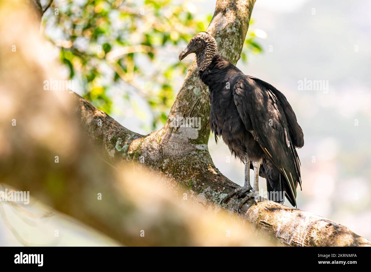 condor sits on a tree branch on a rock Stock Photo - Alamy
