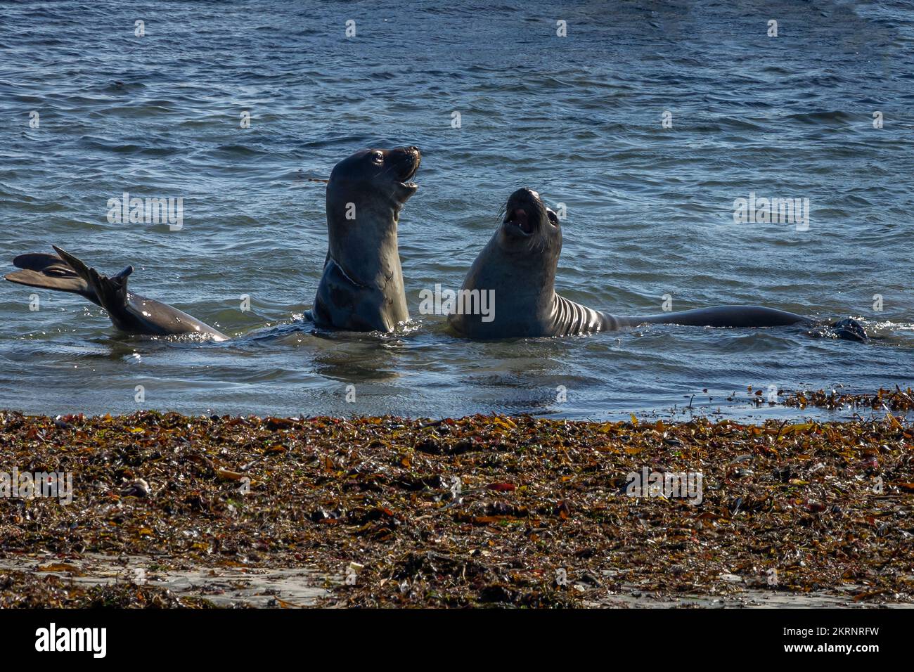 Sea elephants playing and fighting in the pacific ocean on the ...