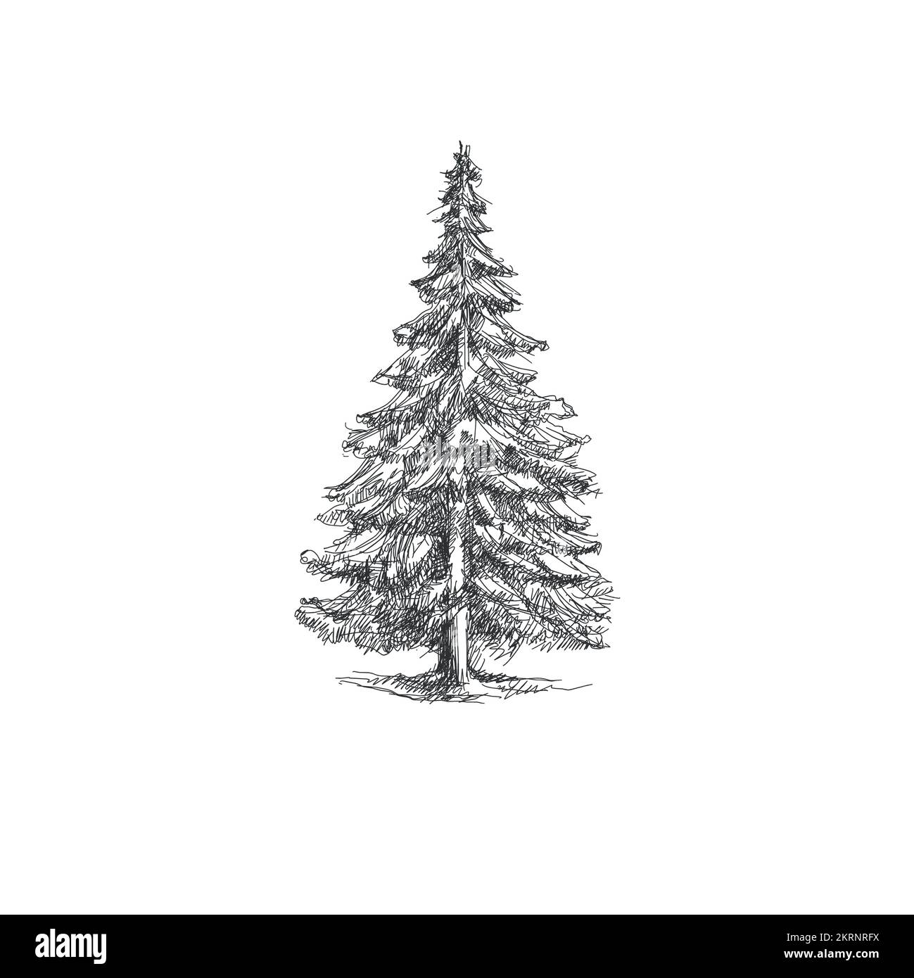 Pine logo vector design Black and White Stock Photos & Images - Alamy