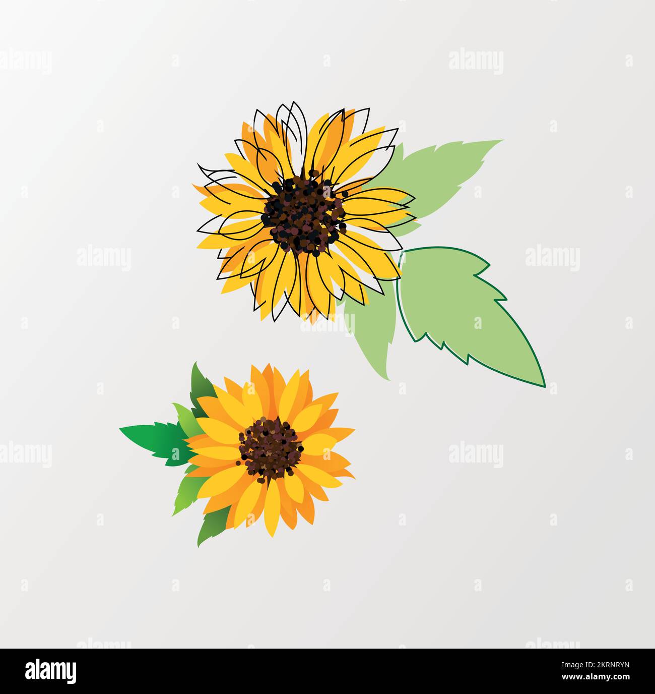 Beautiful sunflower, flowers, floral design, botanical flower ...