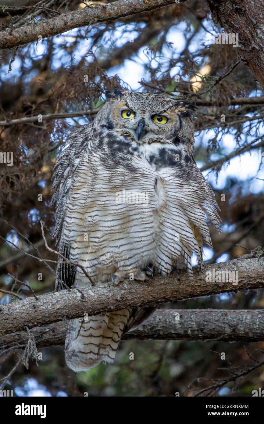 The great horned owl sitting on a branch, also known as the tiger owl ...