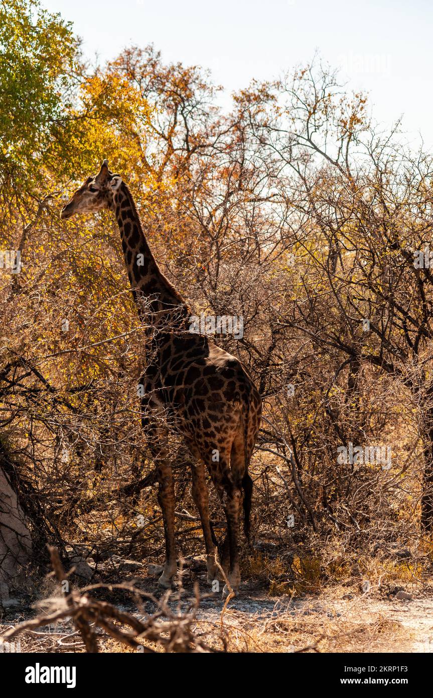Closeup of the neck of an Angolan Giraffe - Giraffa giraffa angolensis ...