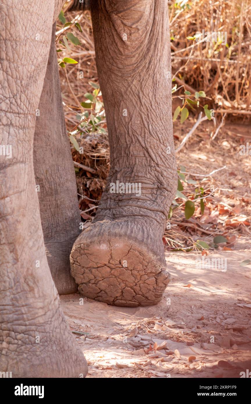Closeup of the sole of an elephants foot Stock Photo - Alamy