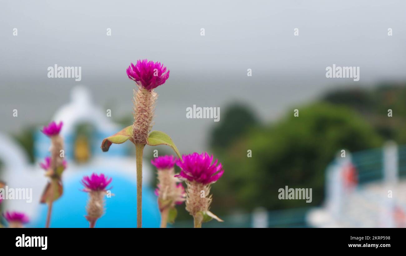 Wild wallflowers hi-res stock photography and images - Alamy