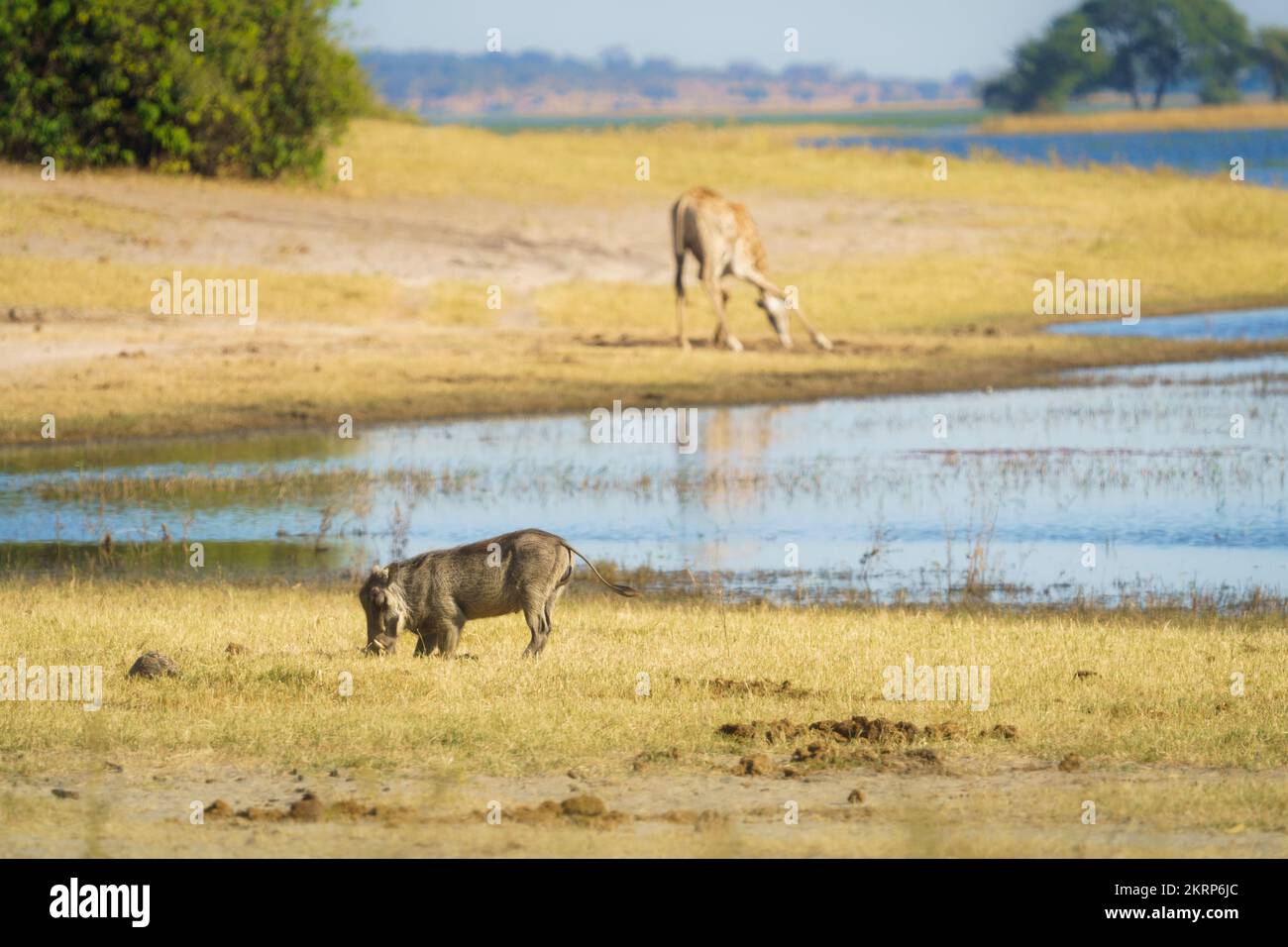 Warthog (Phacochoerus africanus) feeding on grass. Side view of ...