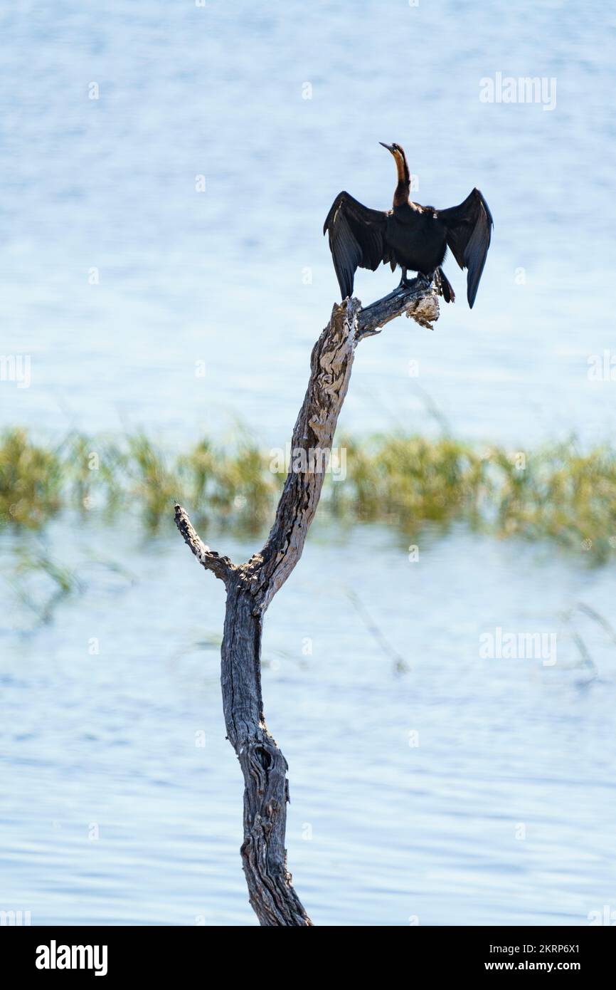 African darter bird hi-res stock photography and images - Alamy