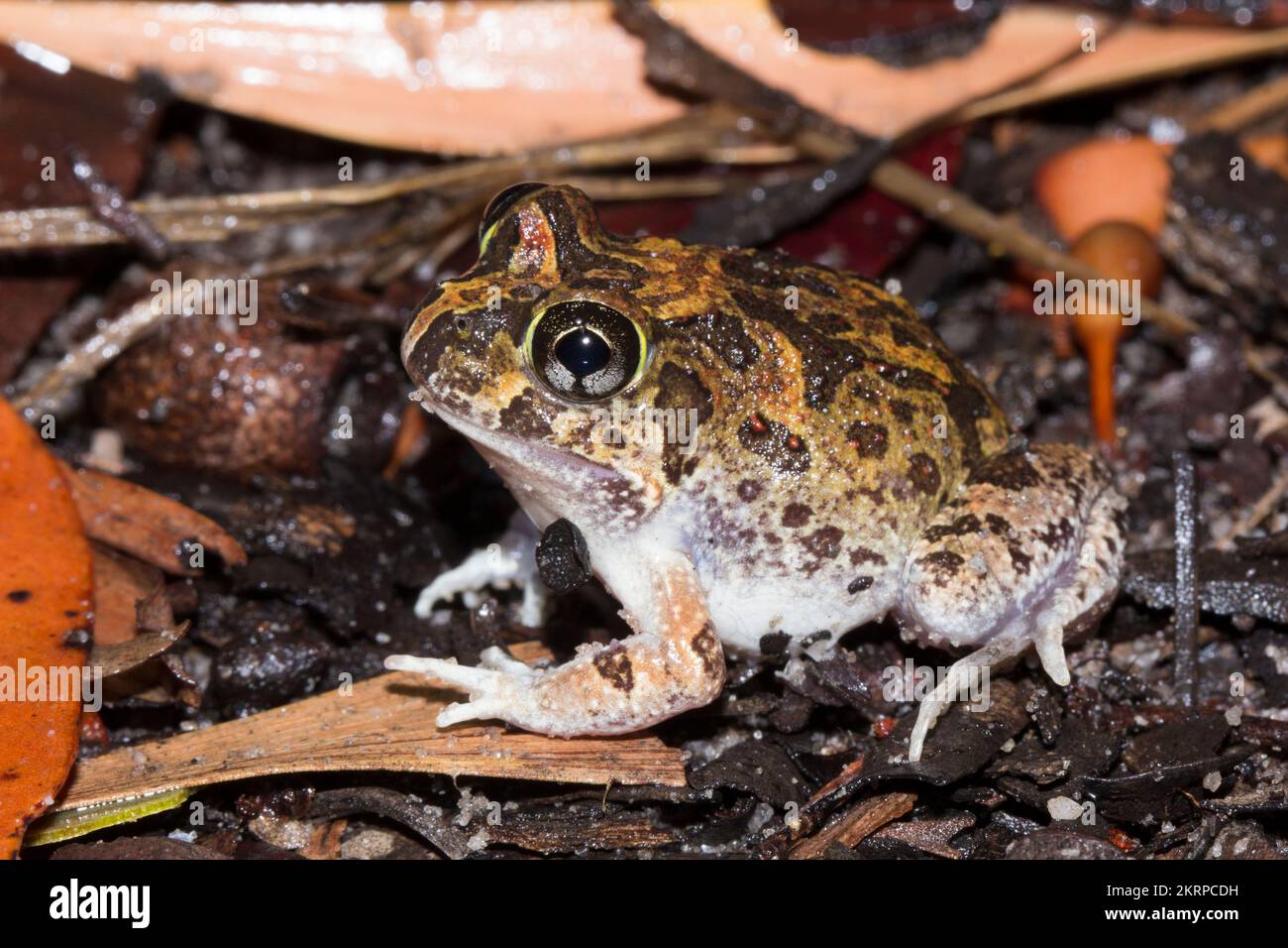 Burrowing frog hi-res stock photography and images - Alamy