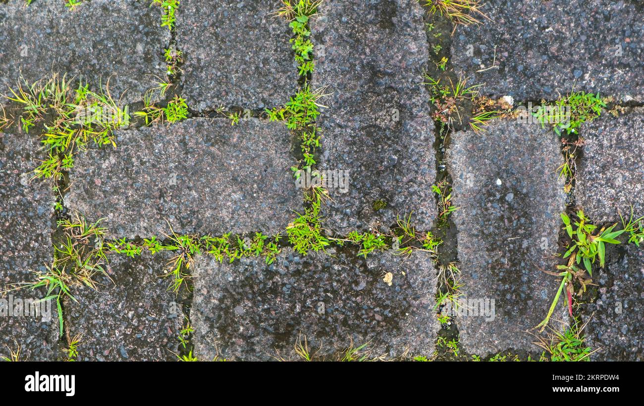 paving block texture with weeds in the gaps in the background Stock ...