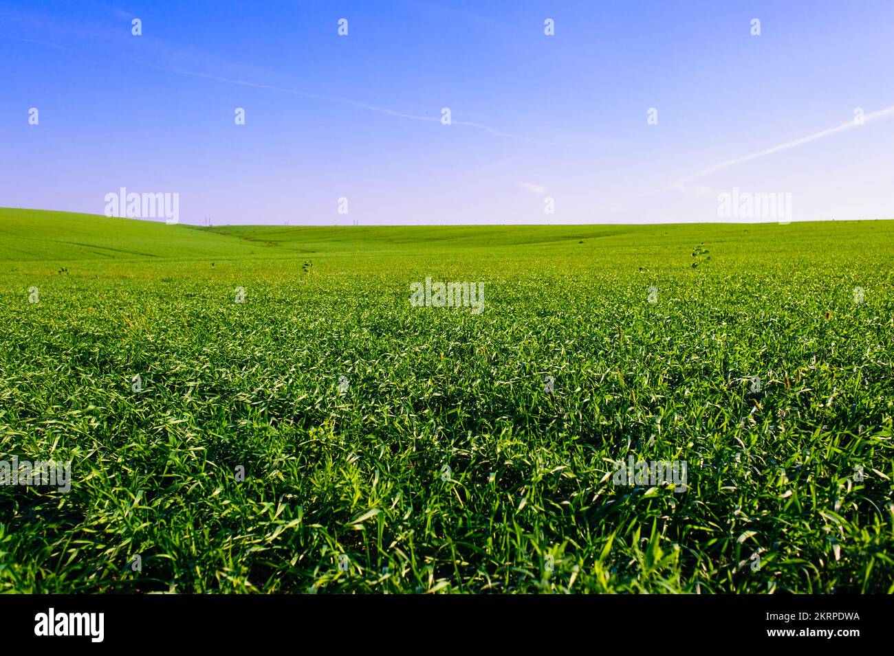 Ukrainian Green Field of wheat, blue sky and sun, white clouds ...