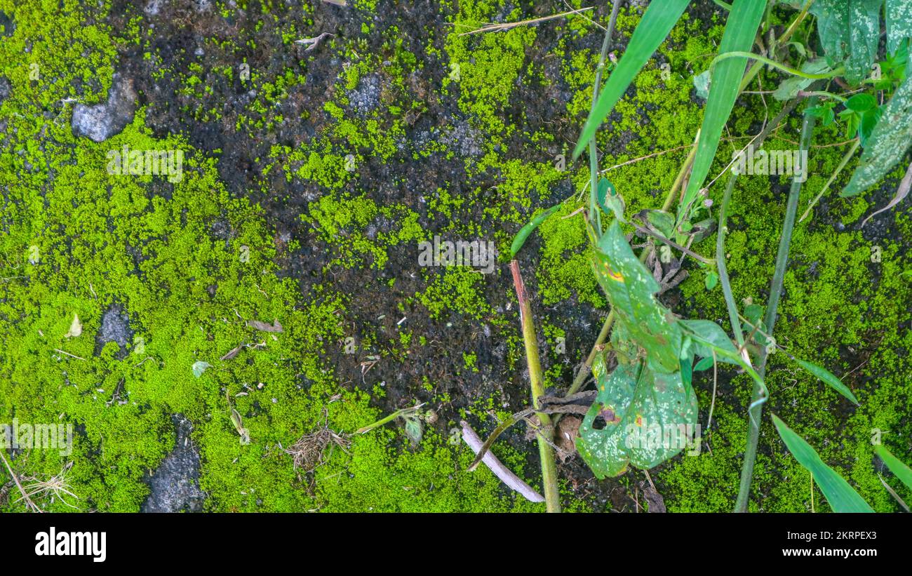 mossy concrete and overgrown with weeds Stock Photo - Alamy