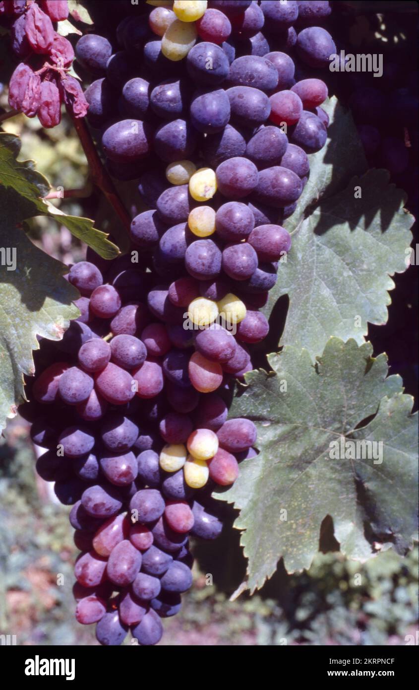 grape is a fruit, botanically a berry, of the deciduous woody vines of ...