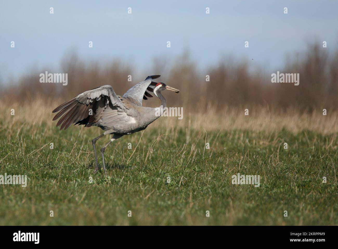 Crane ist dancing with a gift in its beak Stock Photo - Alamy