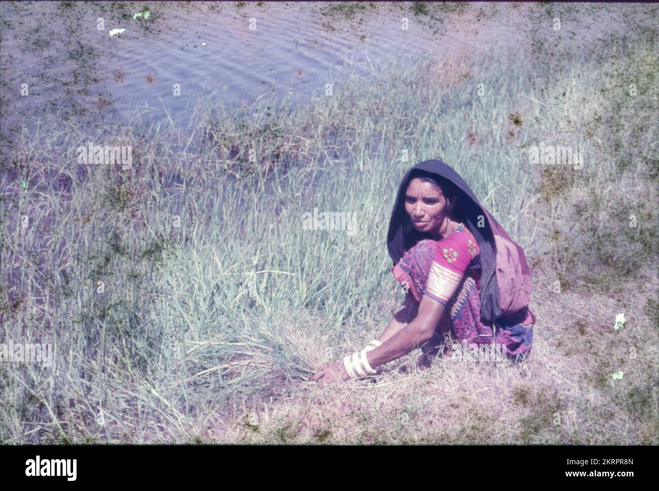 Farm Worker, Cutting Grass, Gujrat., India Stock Photo - Alamy