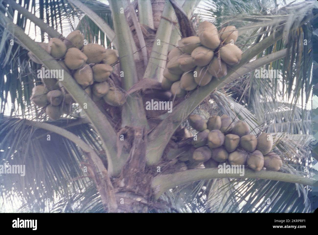 A coconut is the edible fruit of the coconut palm (Cocos nucifera), a ...