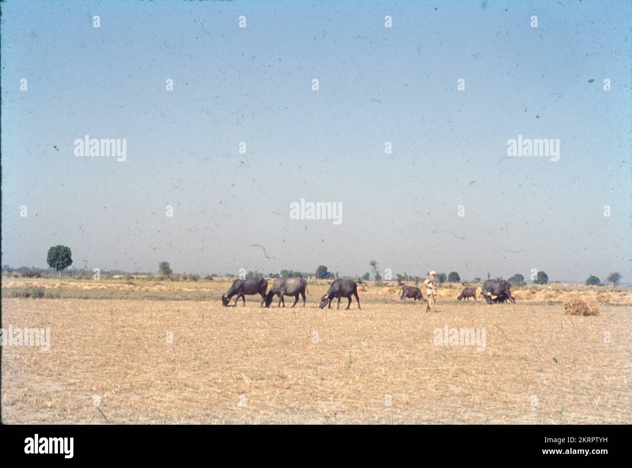Worldwide major food crop hi-res stock photography and images - Alamy