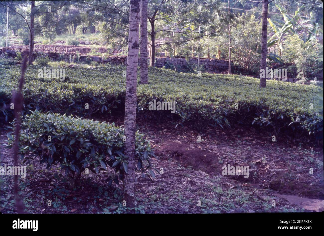 Carpeted tea plantations hi-res stock photography and images - Alamy