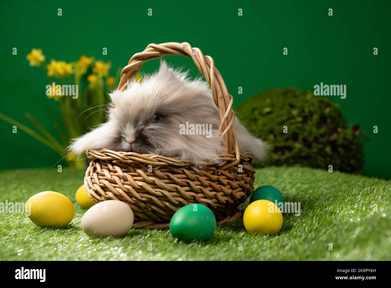 Easter bunny sitting near Easter eggs, green grass. Cute colorful bunny ...
