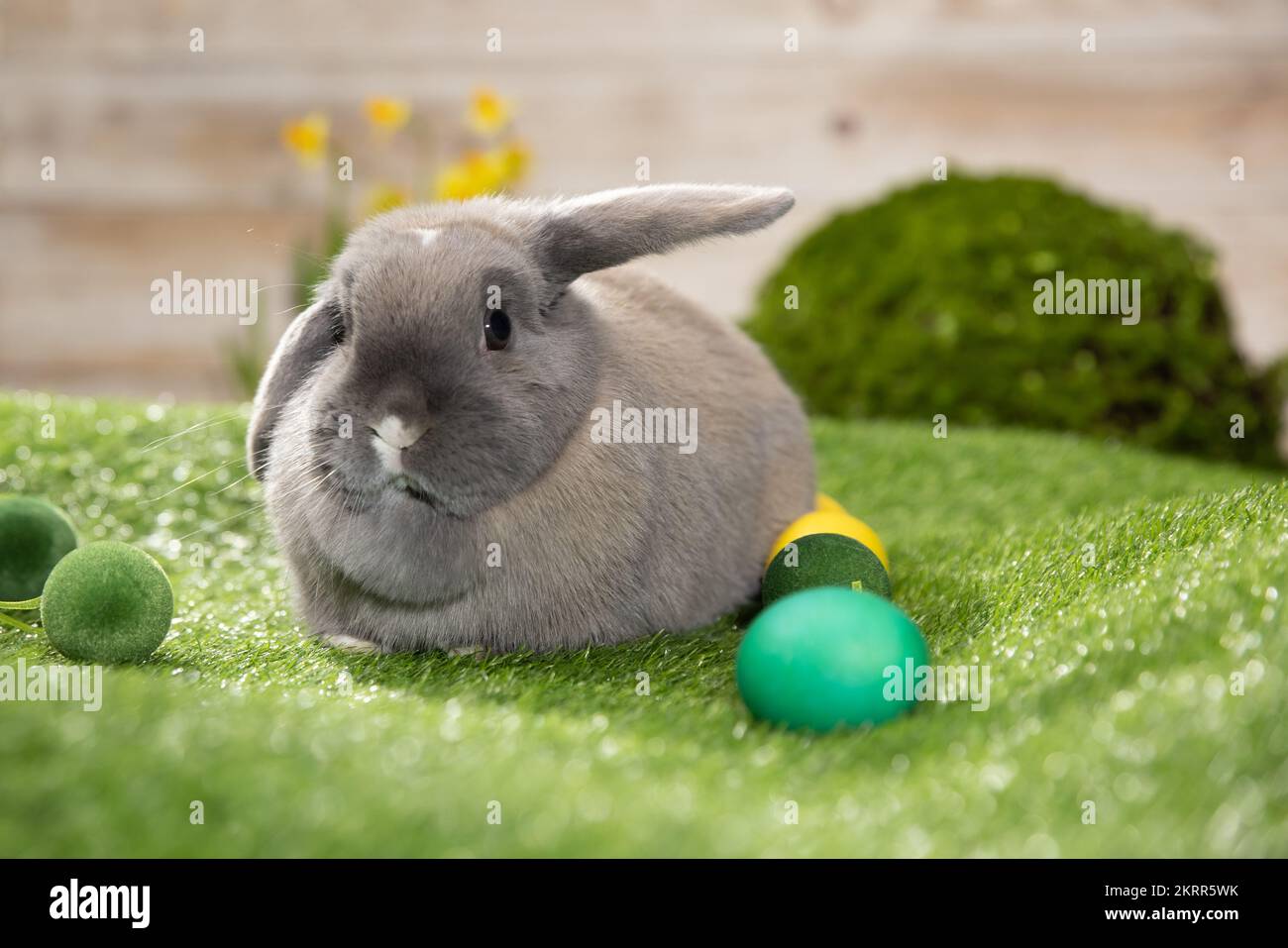 Easter bunny sitting near Easter eggs, green grass. Cute colorful bunny ...
