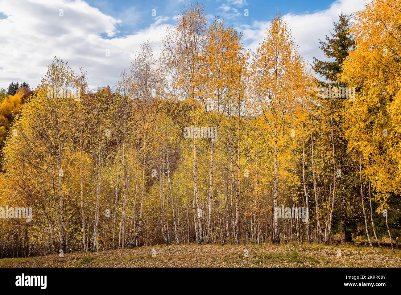Birch and aspen trees with yellow colored foliage hi-res stock ...