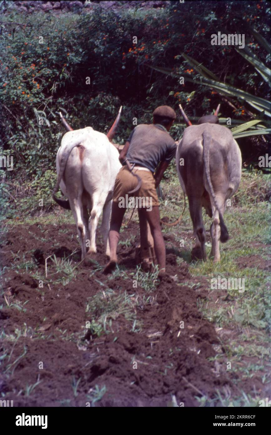 Traditionally farmers use bullock to plough the field using animals ...
