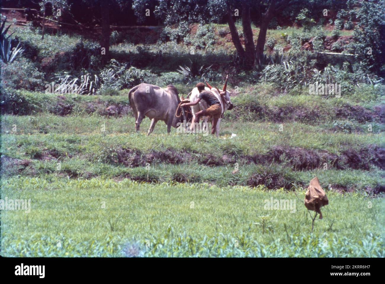 Traditionally farmers use bullock to plough the field using animals ...