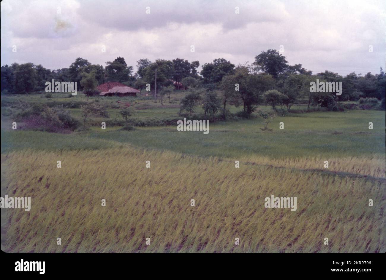 Oryza sativa, commonly known as Asian rice or indica rice, is the plant ...