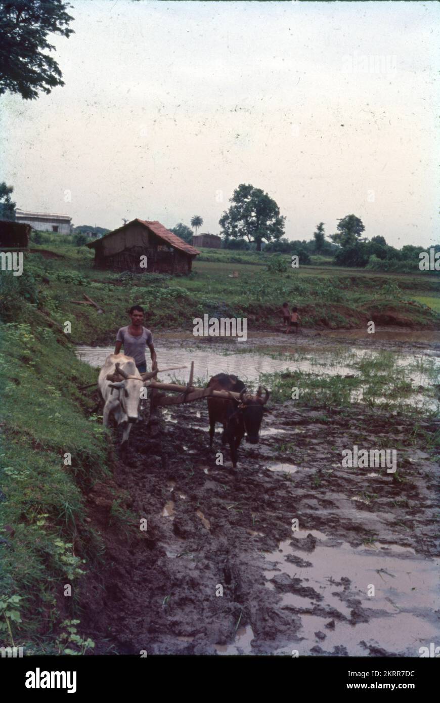 Traditionally farmers use bullock to plough the field using animals ...