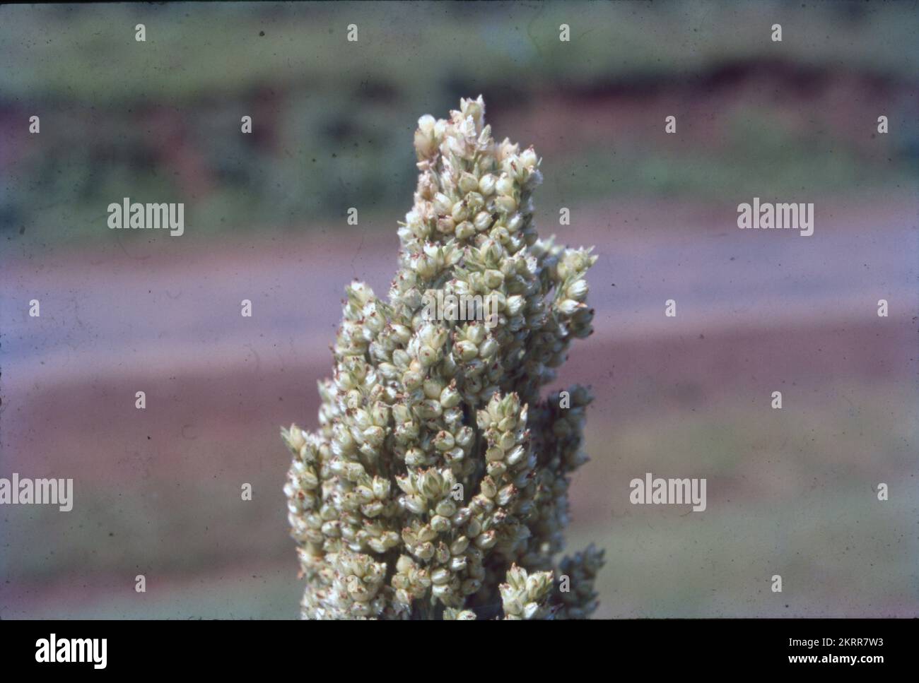 Jowar is commonly called by various names across India- jwaarie, jowar ...