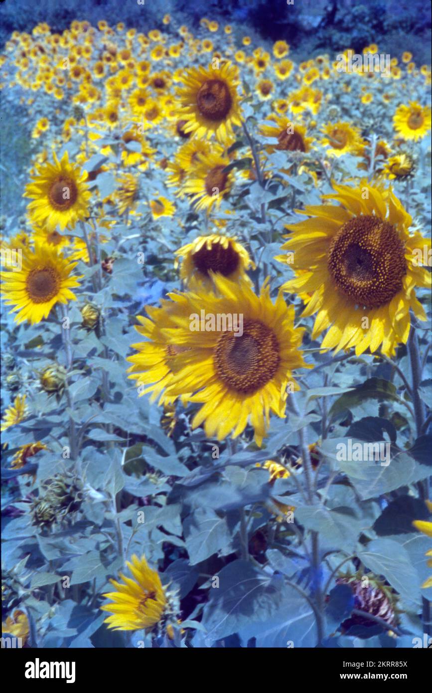 Sunflower (Helianthus annuus L.) belongs to the family Asteraceae.The ...