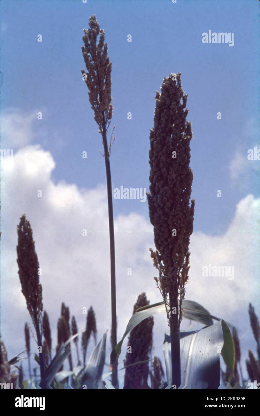 Jowar is commonly called by various names across India- jwaarie, jowar ...