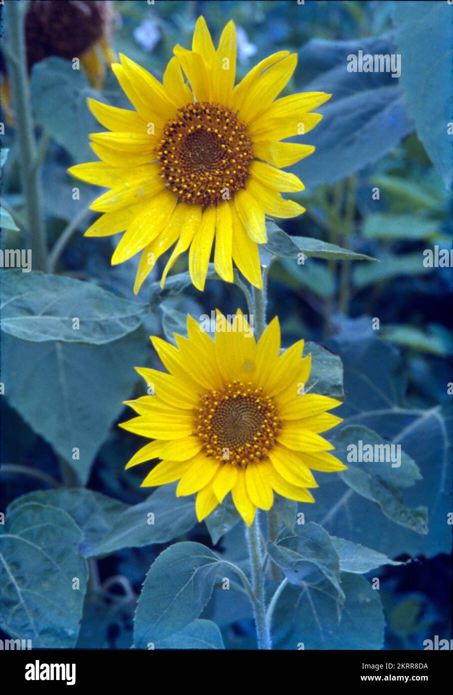 Sunflower (Helianthus annuus L.) belongs to the family Asteraceae.The ...