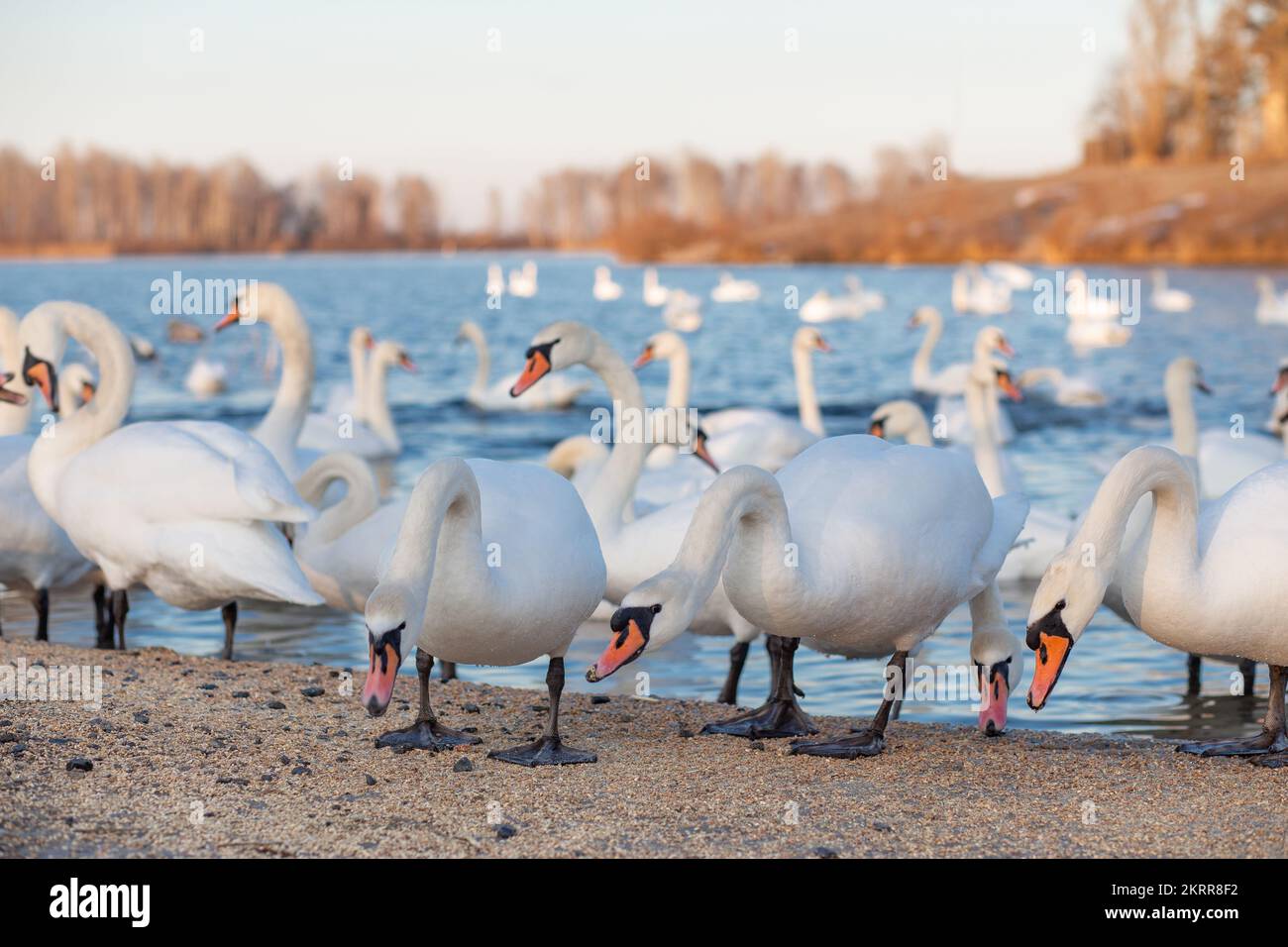 A flock of swan eating corn and grain at the banks of the River Dnipro ...