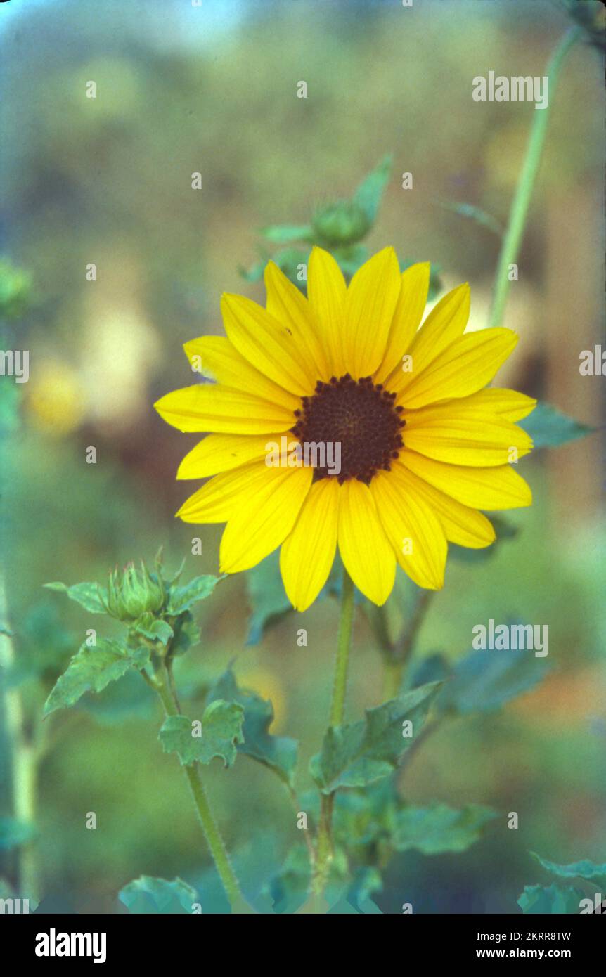 Indian sunflower seeds hi-res stock photography and images - Alamy