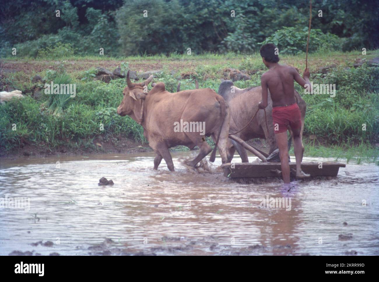 Traditionally farmers use bullock to plough the field using animals ...