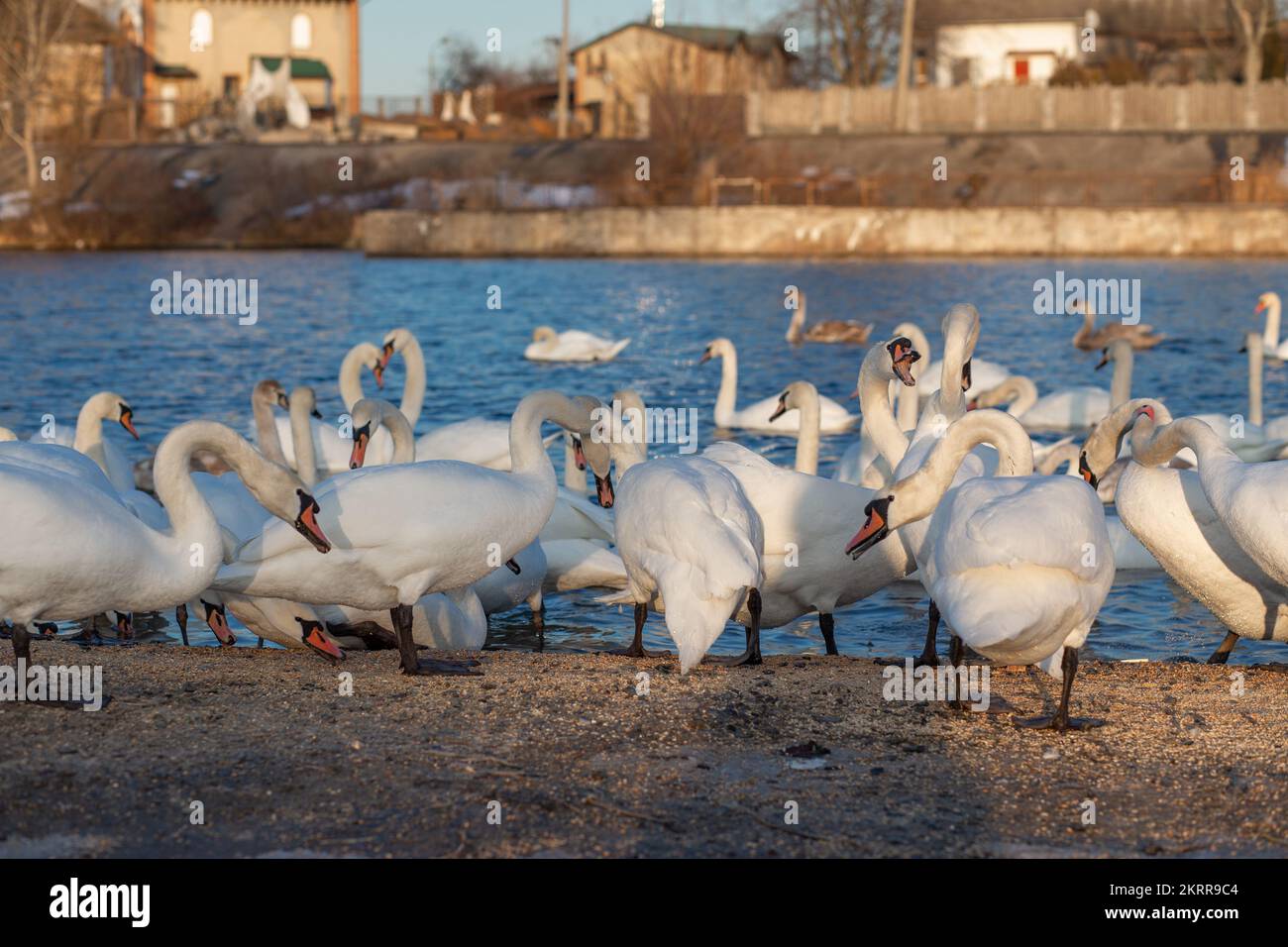 A flock of swan eating corn and grain at the banks of the River Dnipro ...