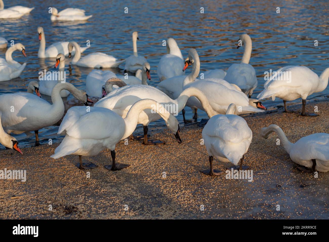 A flock of swan eating corn and grain at the banks of the River Dnipro ...