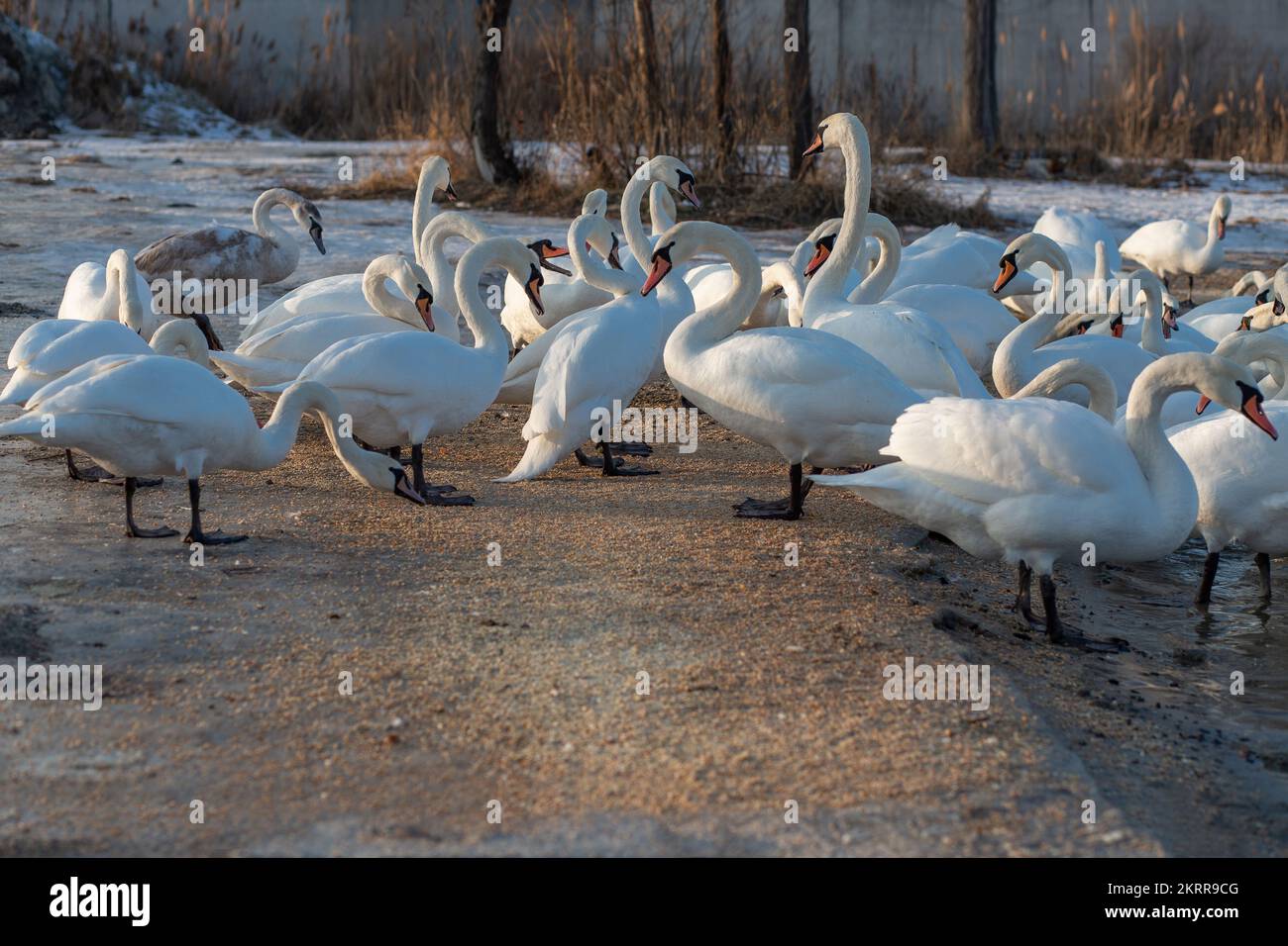A flock of swan eating corn and grain at the banks of the River Dnipro ...