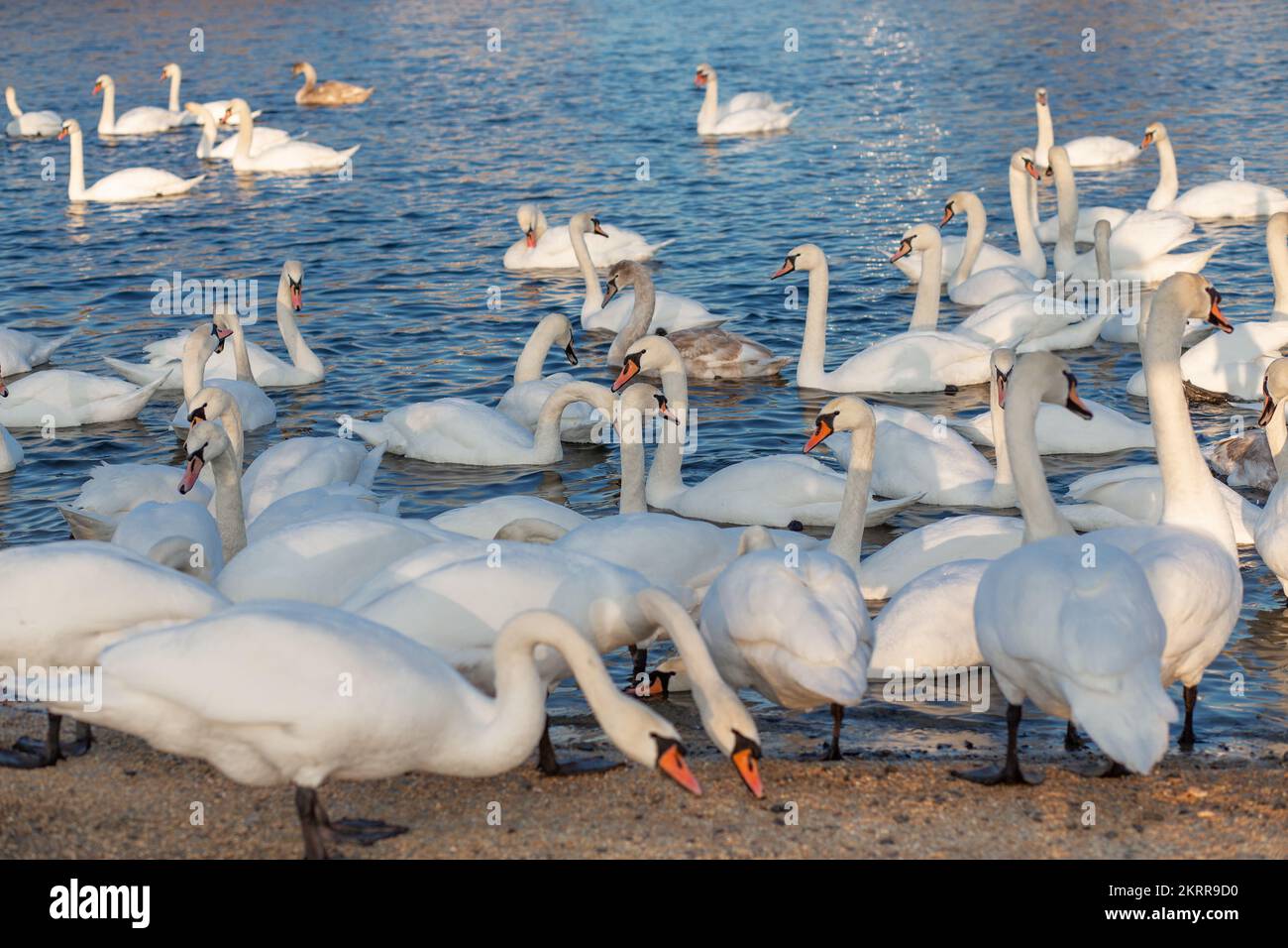 A flock of swan eating corn and grain at the banks of the River Dnipro ...