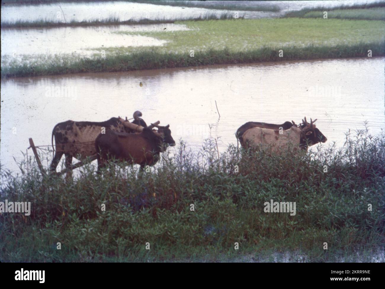 Traditionally farmers use bullock to plough the field using animals ...