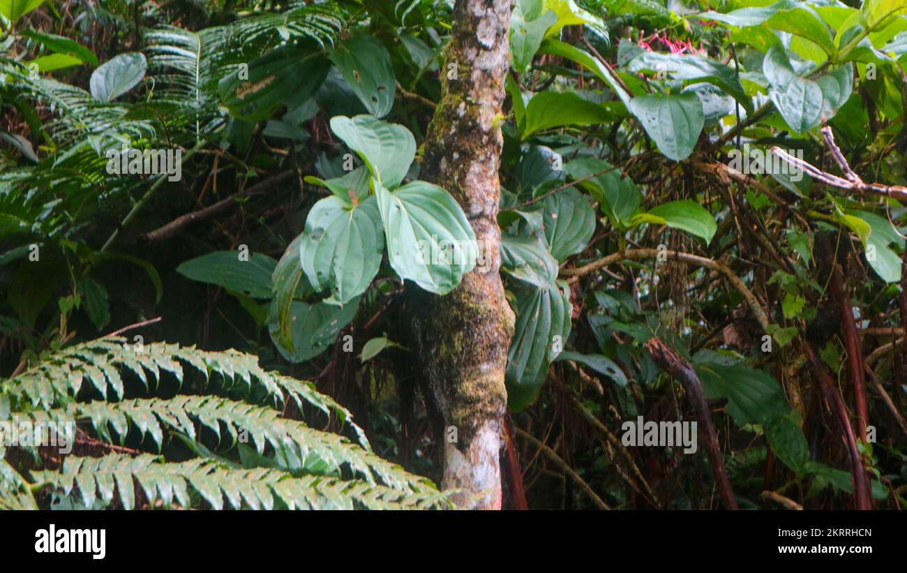 beautiful green leaves as background Stock Photo - Alamy