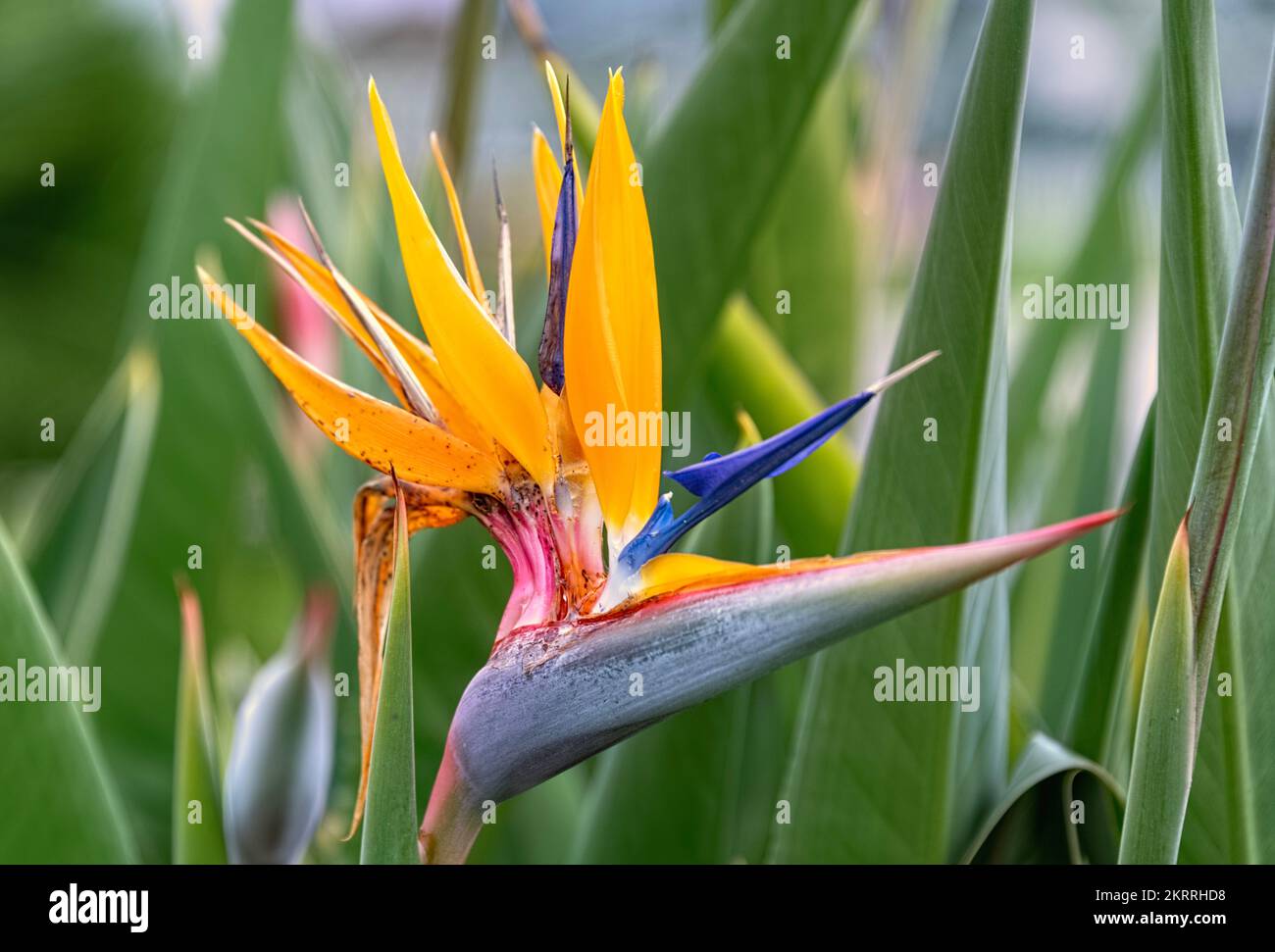 Bird of Paradise flower Strelitzia reginae (also known as Crane flowers ...