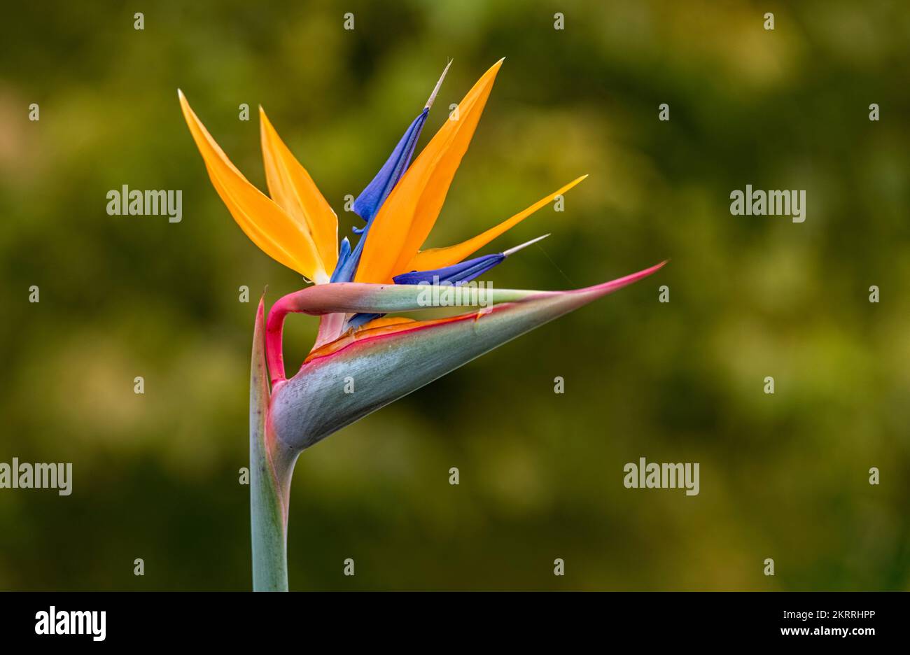 Strelitzia reginae colourful hi-res stock photography and images - Alamy