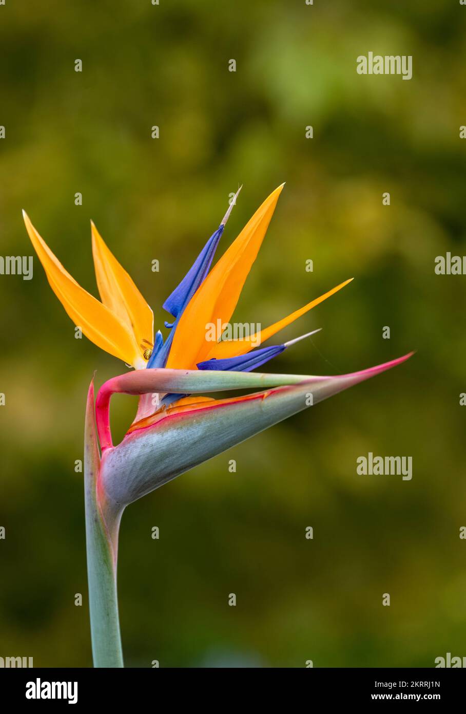 Exotic bird greece hi-res stock photography and images - Alamy