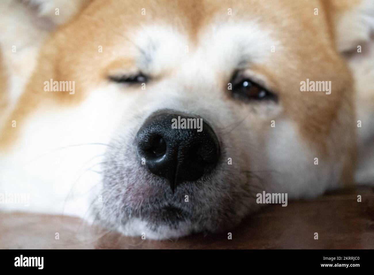 Close-up of the muzzle of a large dog Akita Inu. The pet lies, looks ...
